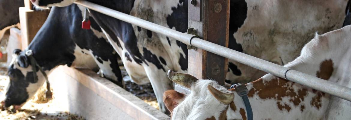 Rancher's Choice Offers Cattle Pins in Victoria, TX 77904